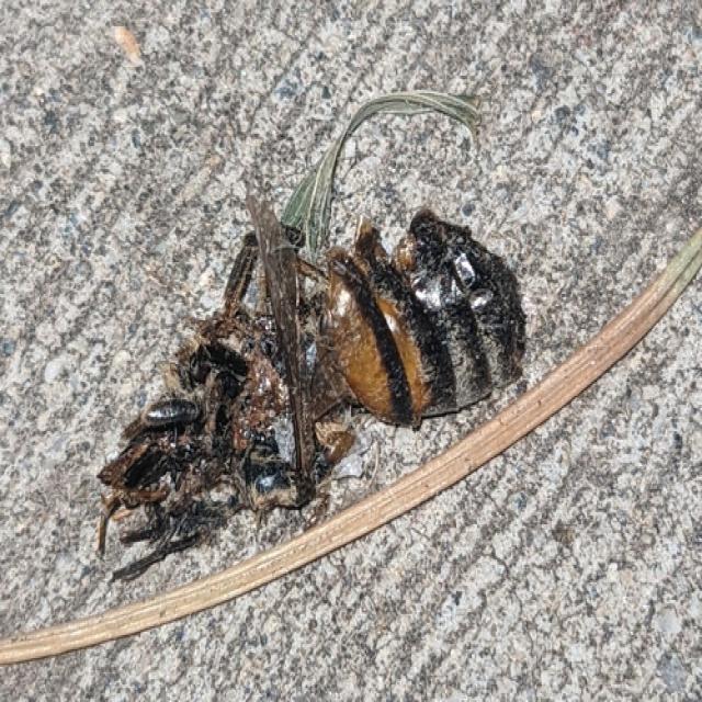 Insect Finder Object Detection Model by Hochschule Furtwangen