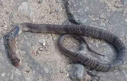 SnakeClassificationBig4 Object Detection Model by Odisha University of ...