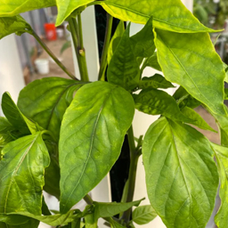 jkhk Classification Dataset by trafficsign