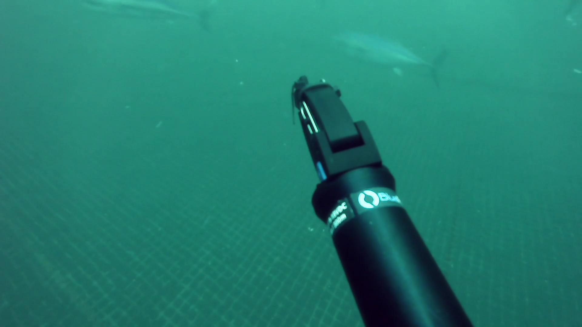 FULL fish AI Object Detection Dataset and Pre-Trained Model by ...