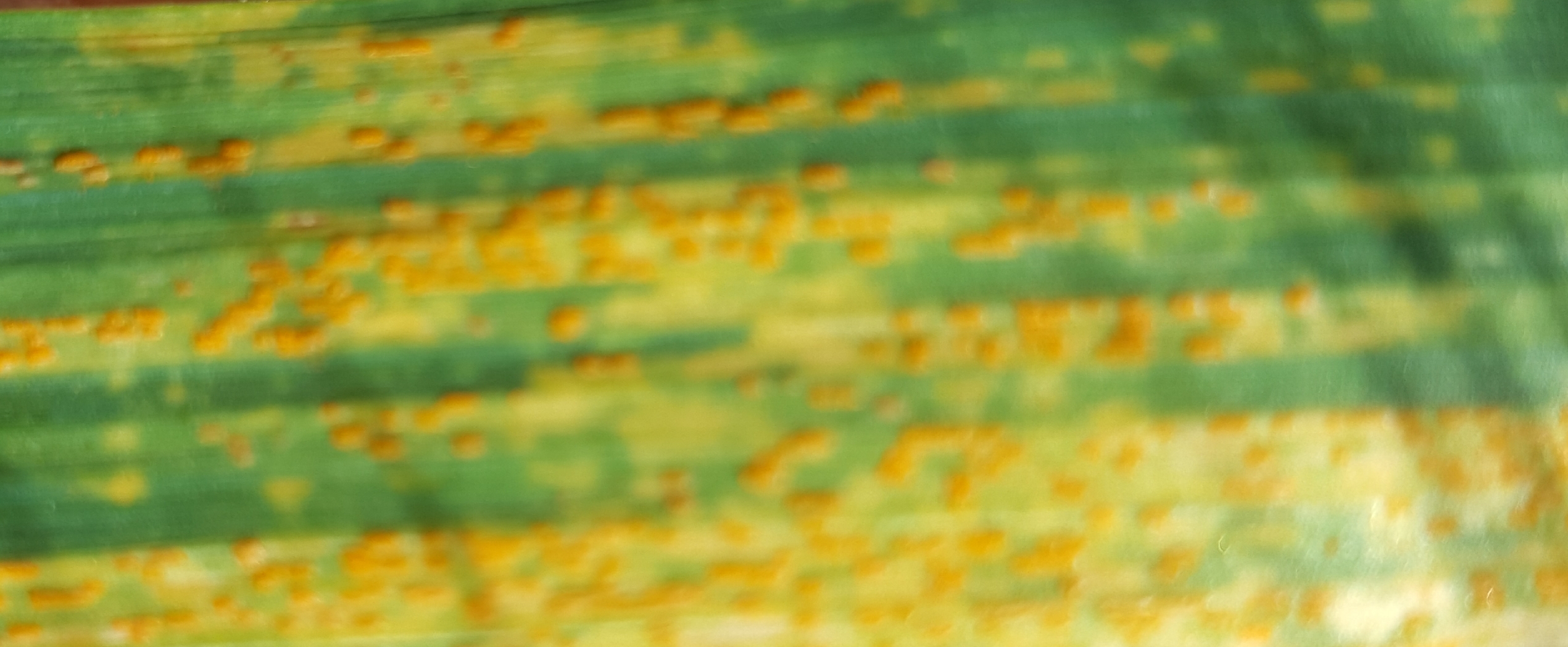 Wheat Object Detection Dataset And Pre Trained Model By Dataset1