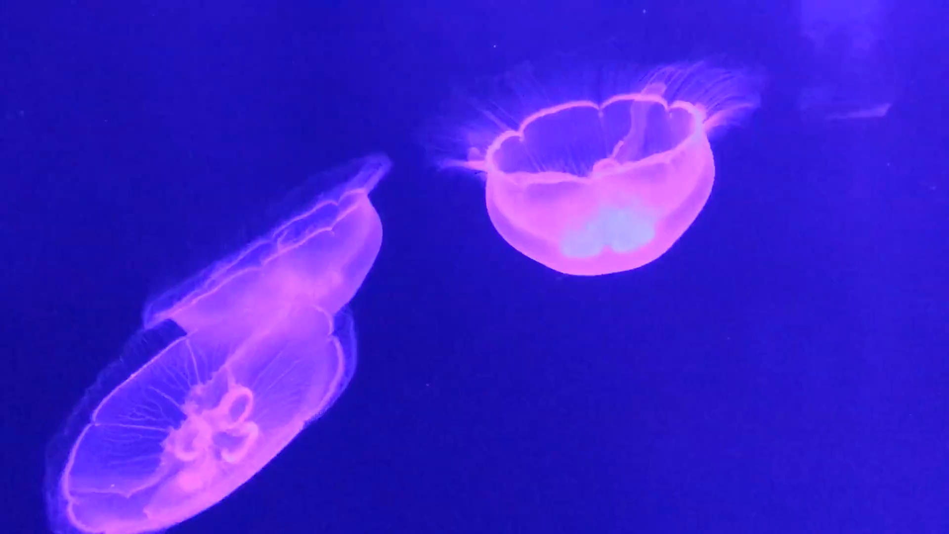 Underwaterdataset Object Detection Model By Datasetlil