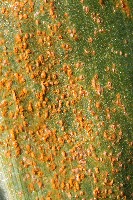 plant disease detection using yolo - Roboflow Universe