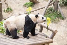 panda Object Detection Dataset and Pre-Trained Model by class yonsei