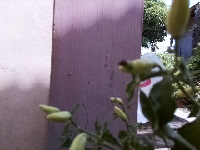 Chili Color Detection In Plants Object Detection Dataset And Pre Trained Model By Ronnel Compayan