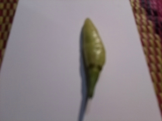 Chili Color Detection Object Detection Dataset And Pre Trained Model By Ronnel Compayan