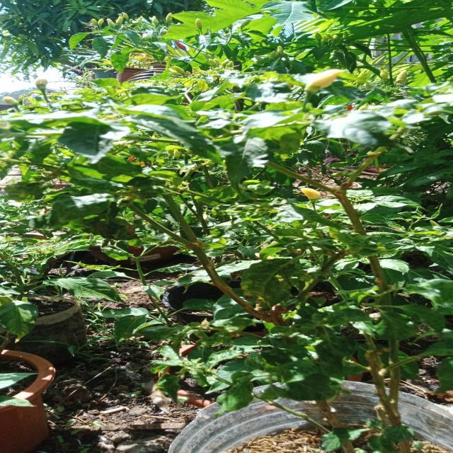 Chili Color Detection In Plants Object Detection Dataset And Pre Trained Model By Ronnel Compayan