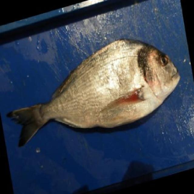 Fish Instance Segmentation Dataset by Workspace