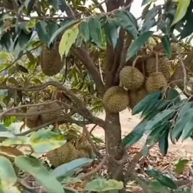 How to Use the Durian Maturity Dataset Object Detection API