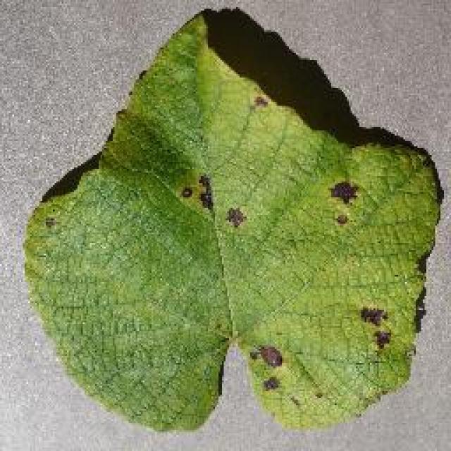 grape Object Detection Dataset by project-lxmpq