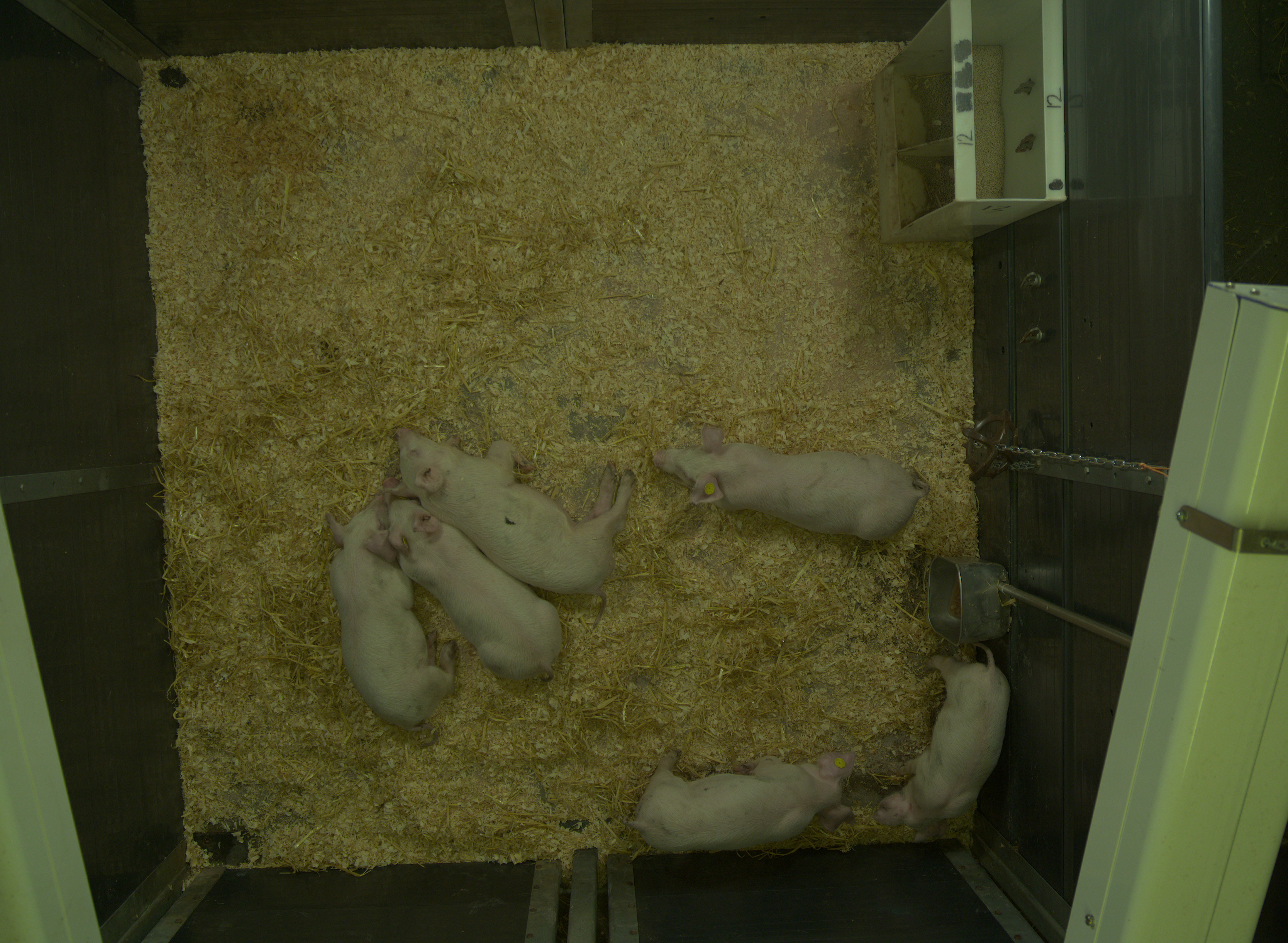 Pig face detection Object Detection Dataset by Pig recognition