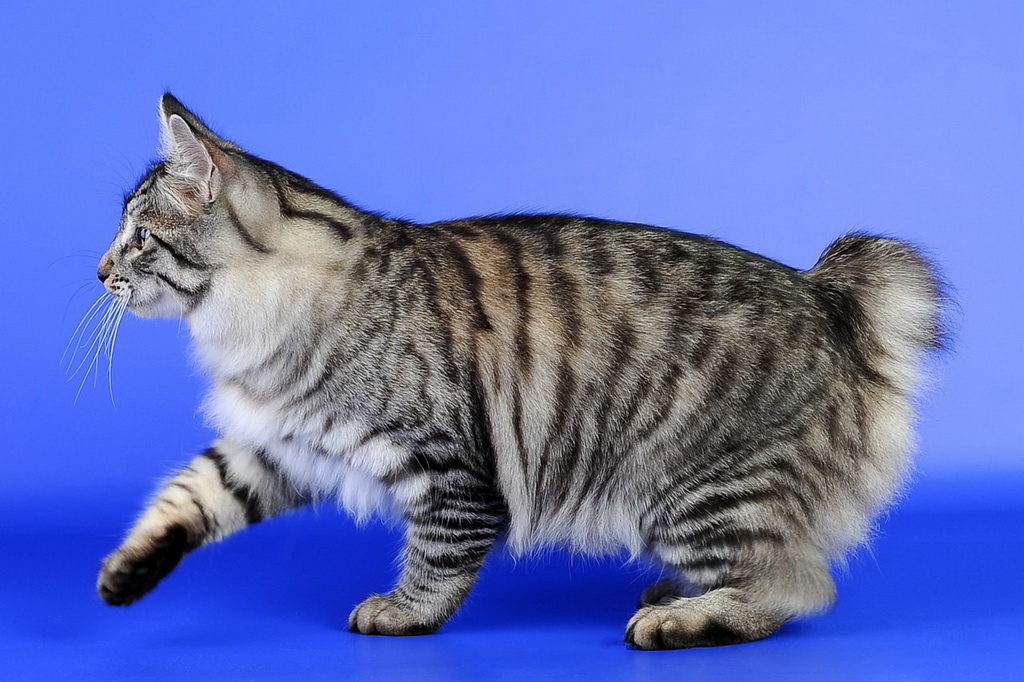 Cat Breeds Object Detection Dataset By Nikas