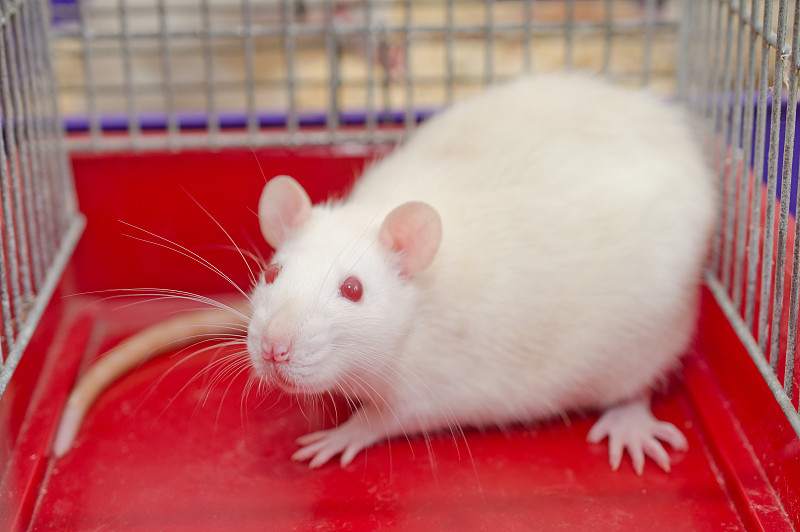 mouse Object Detection Dataset by Gao Geek