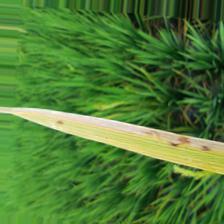 Rice Leaf Disease Detection Instance Segmentation Model by CBR3B Melon