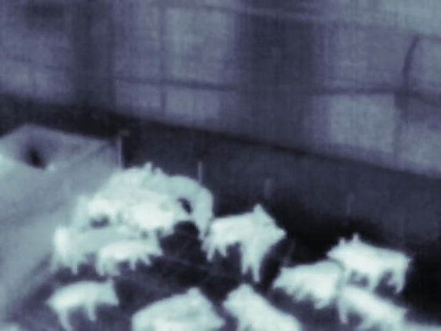 Small-Pig Object Detection Dataset by ATRI