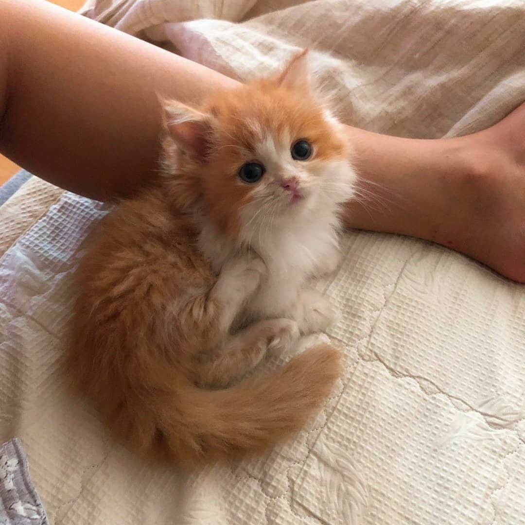 Intern Demo Instance Segmentation Model by Burak Can nar