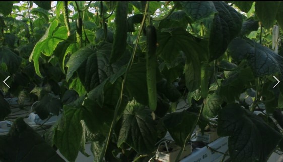 cu Instance Segmentation Dataset by cucumber