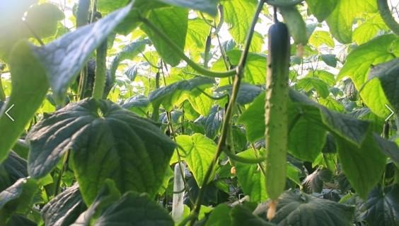 Cucumber Detection Instance Segmentation Dataset And Pre Trained Model