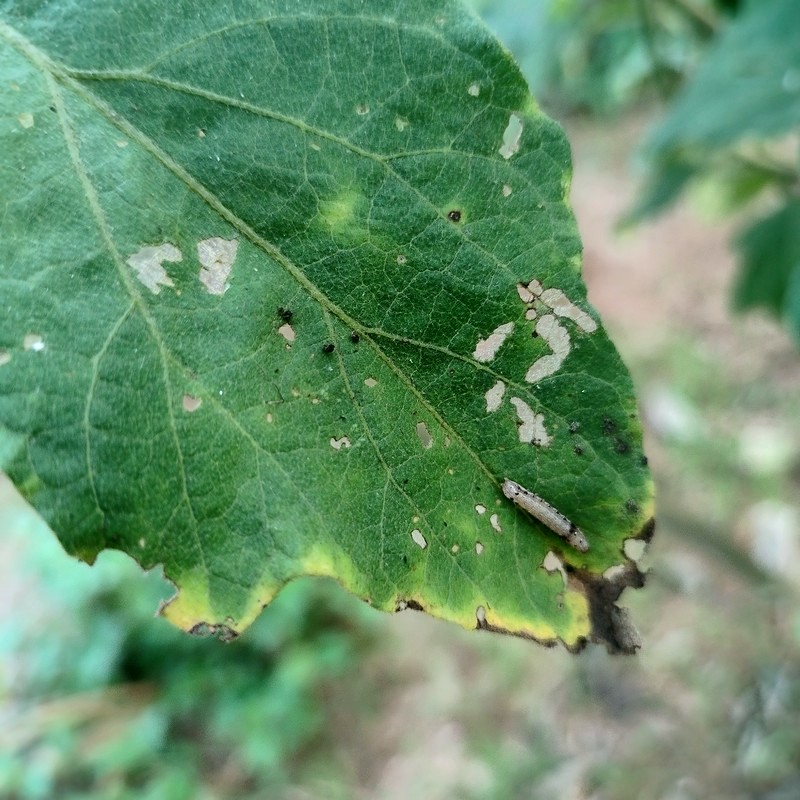 Eggplant Leaf Diseases Detection Object Detection Dataset by Projects
