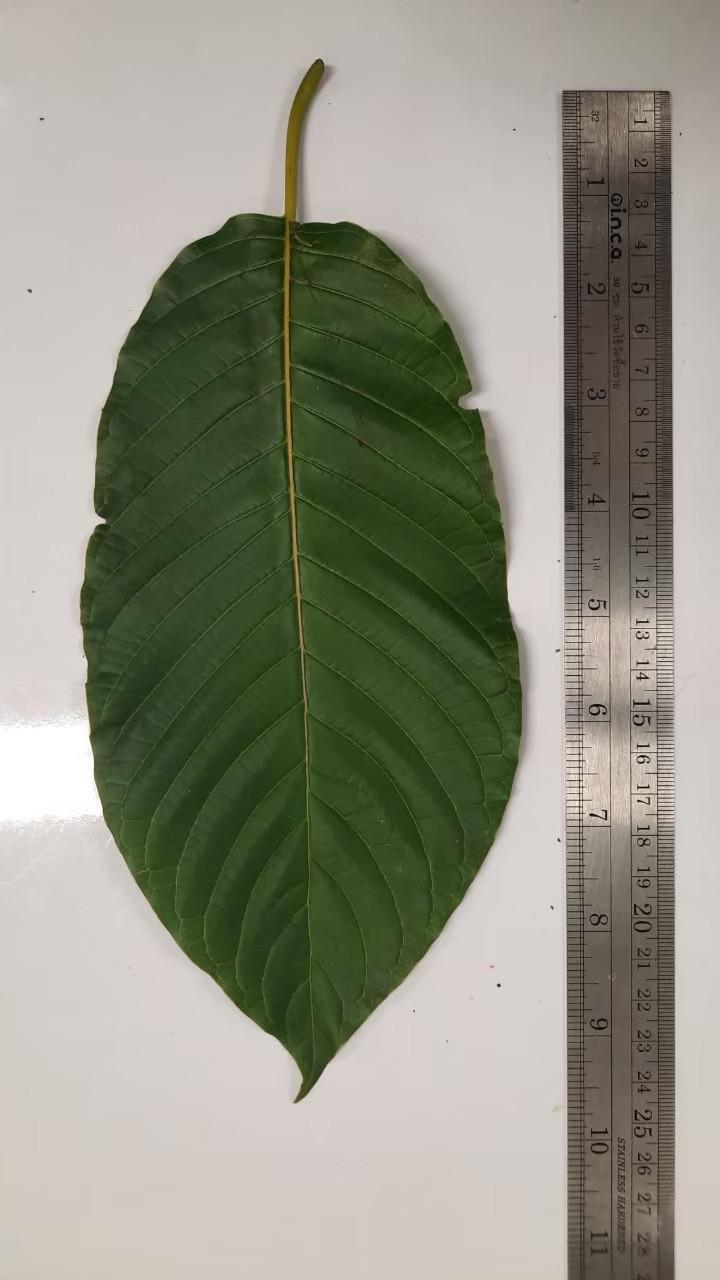 Ro108 Object Detection Model By Tine Colab