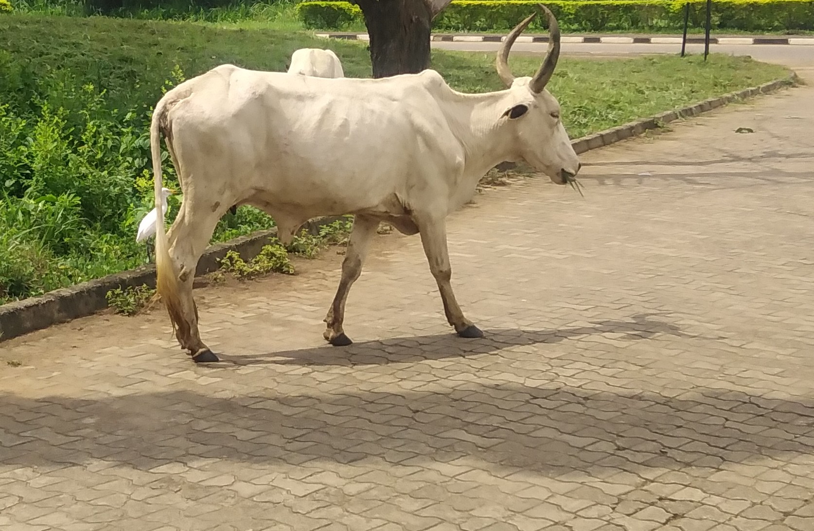 Cattle Dataset Object Detection Dataset By Data Labelling Demo
