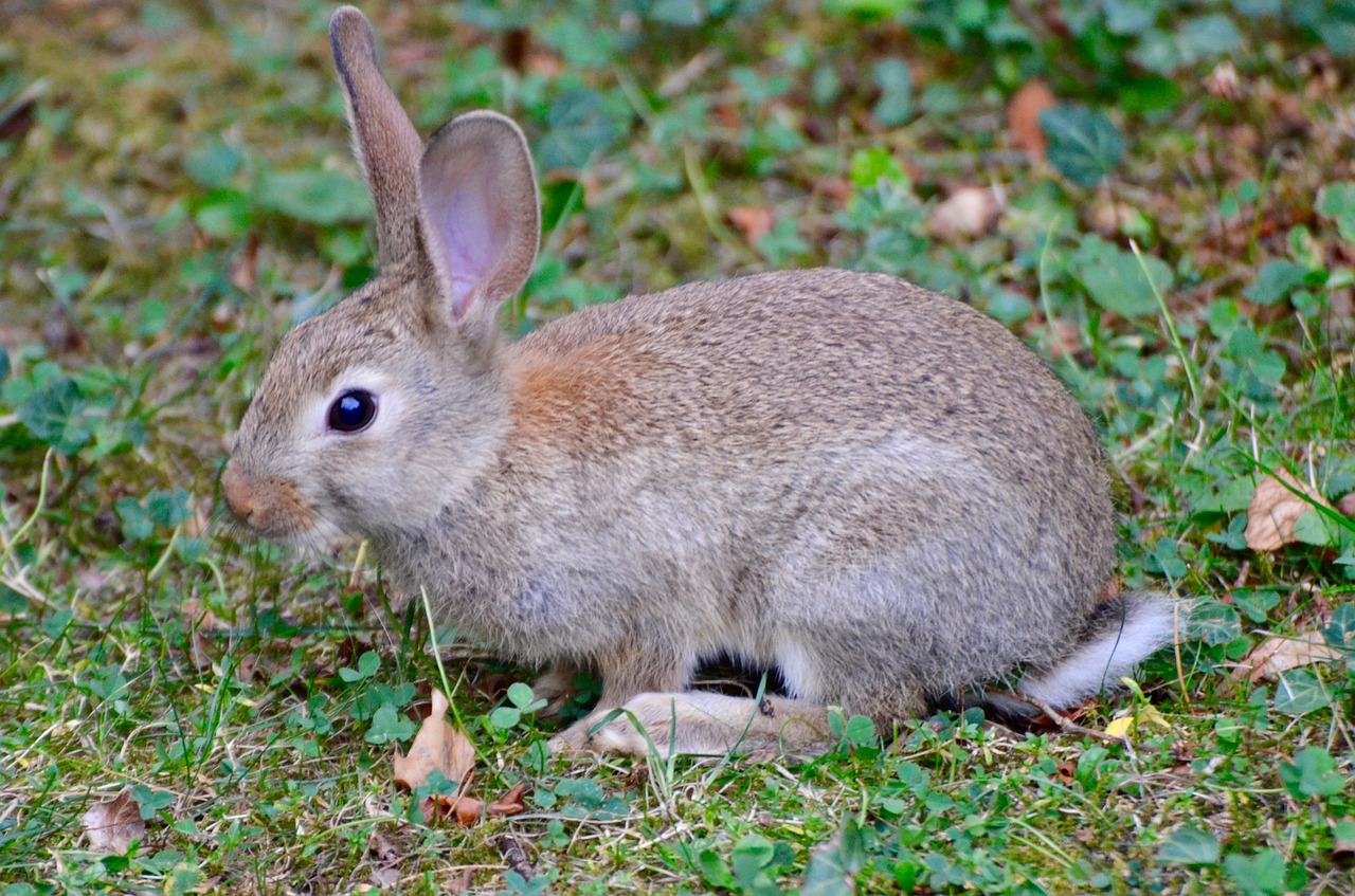 Rabbits Object Detection Dataset and Pre-Trained Model by Derek Jordan