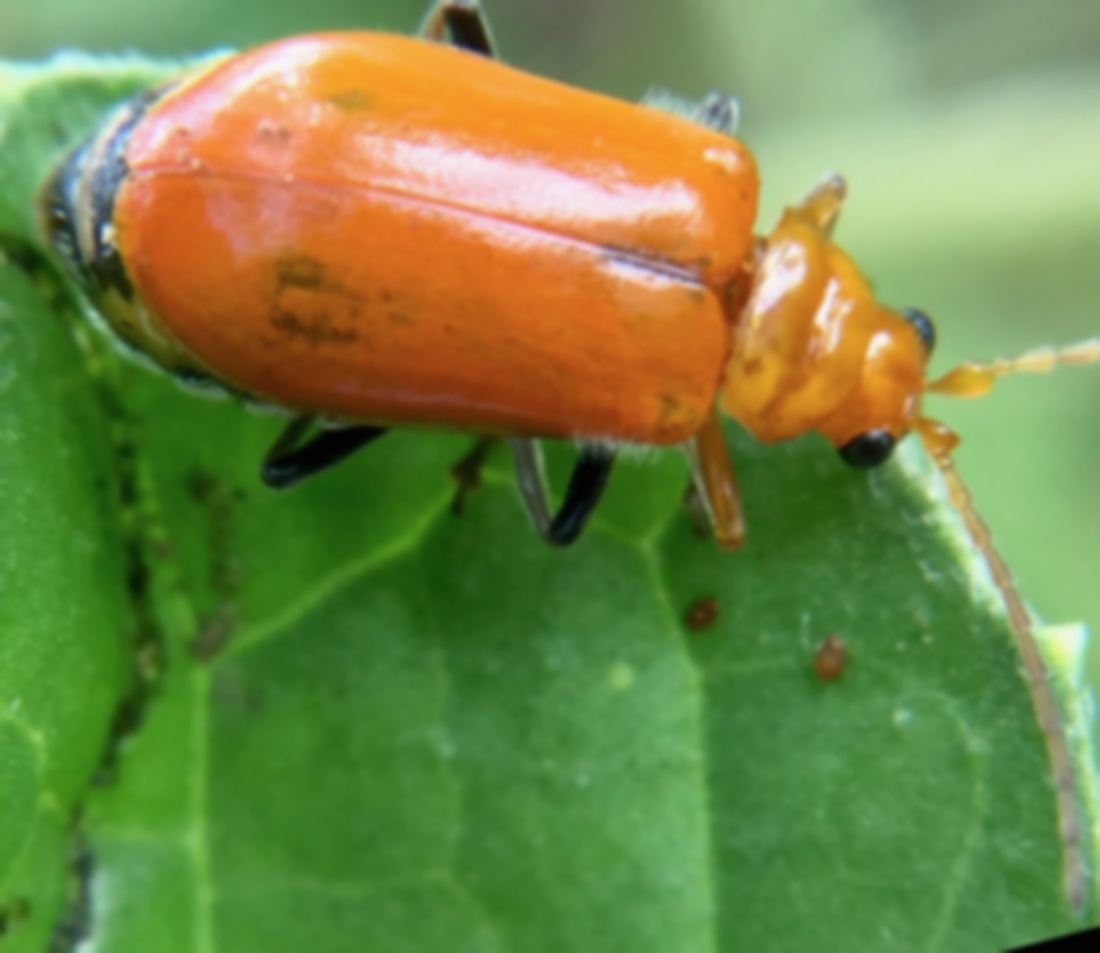 Pumpkin-Beetle Object Detection Dataset by AIMIT