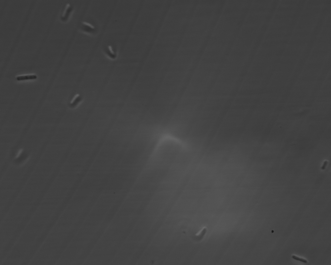 Test Set Object Detection Dataset By Ai Project
