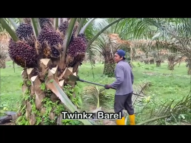 FFB Detection Object Detection Dataset and Pre-Trained Model by ...