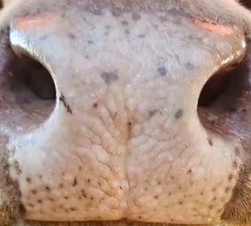 Cow-Identifier Classification Model by TDC