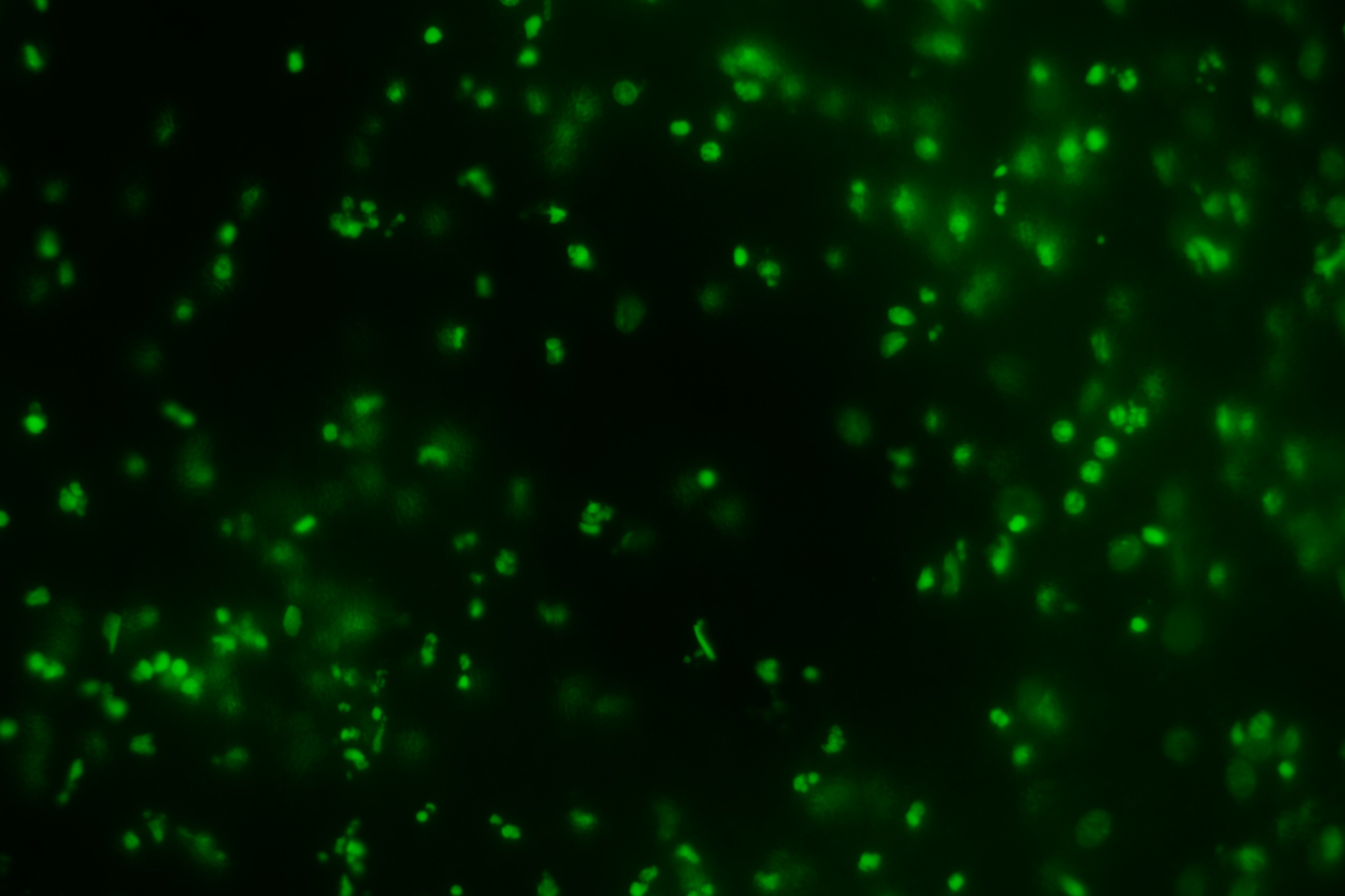 fluorescent cell Object Detection Dataset by Cell