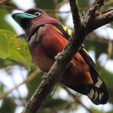 Yolo Object Detection Dataset by Dhruv