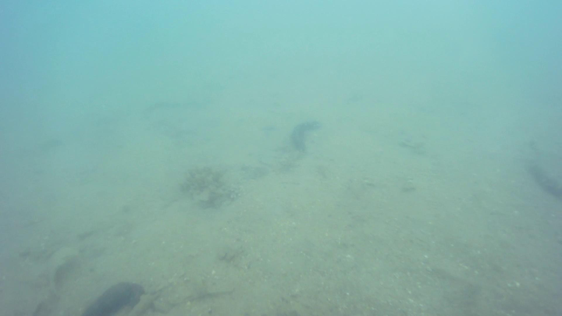 Marine Water Instance Segmentation Dataset By Myproject