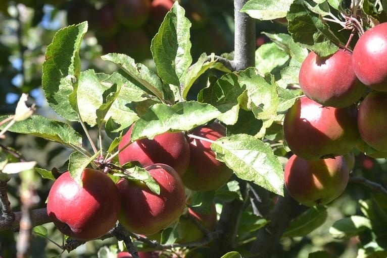 little-fruit Object Detection Dataset by littlefruitproject