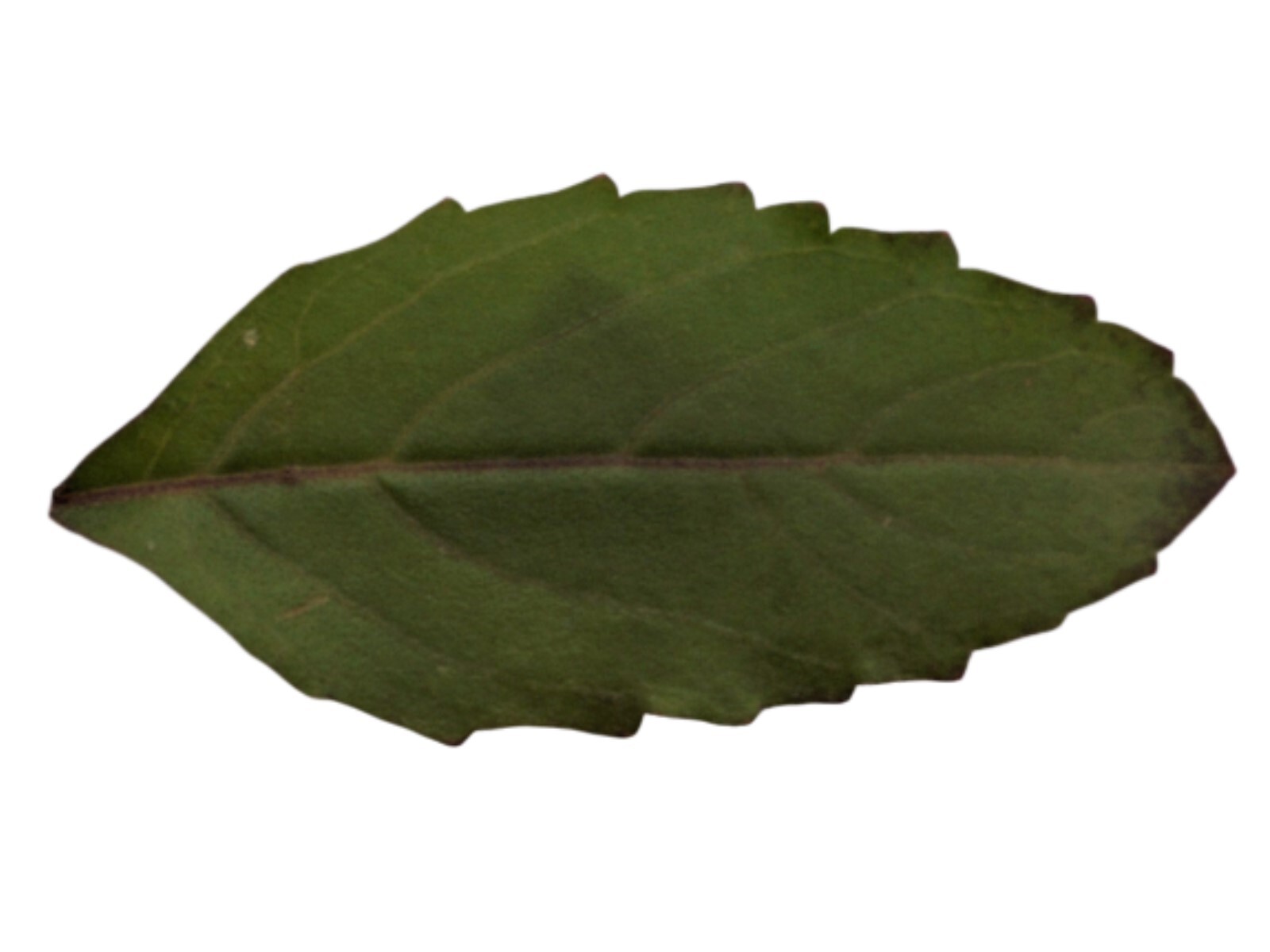 Plant Leaf Detection Classification Dataset by PlantDetection Plant Leaf Detection Classification Dataset by PlantDetection