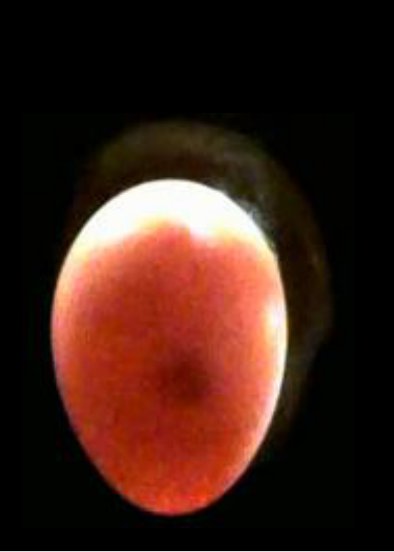 Egg Fertility Instance Segmentation Dataset And Pre Trained Model By Qppd