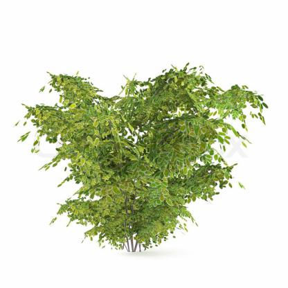 Bushes Object Detection Dataset by Fumigation Robot