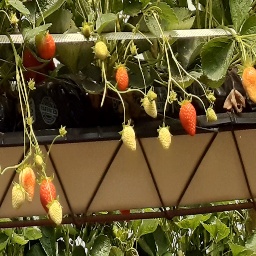 Strawberry-detection Object Detection Model by Capstone Project