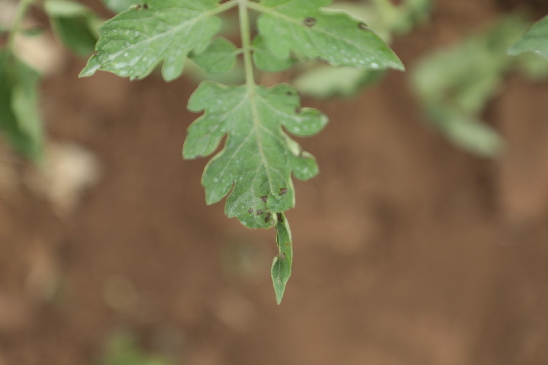 Crop Diseases Object Detection Dataset By Plants Diseases