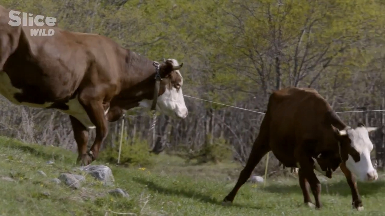 cattle_aggression Object Detection Dataset by Cristi