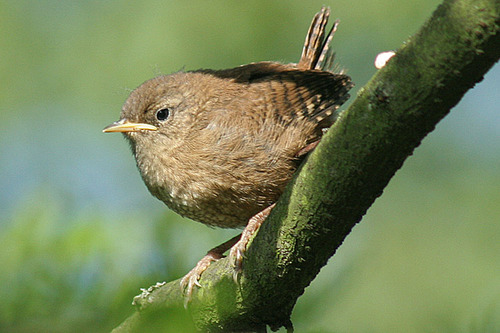 Cub 200 Birds Object Detection Dataset By Sparrowdhanashree