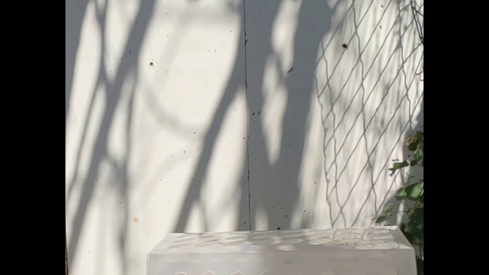 Hornet_Detection Object Detection Model by PFEdatasetfinal