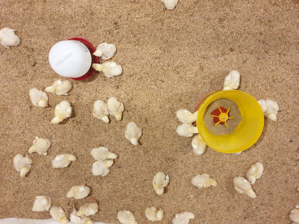 chicken-yolo Object Detection Dataset by farming