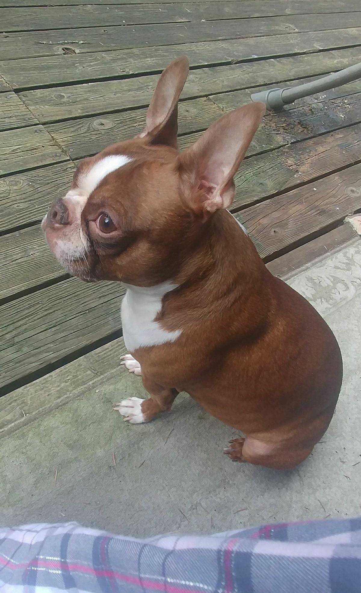 dog Object Detection Dataset by dog