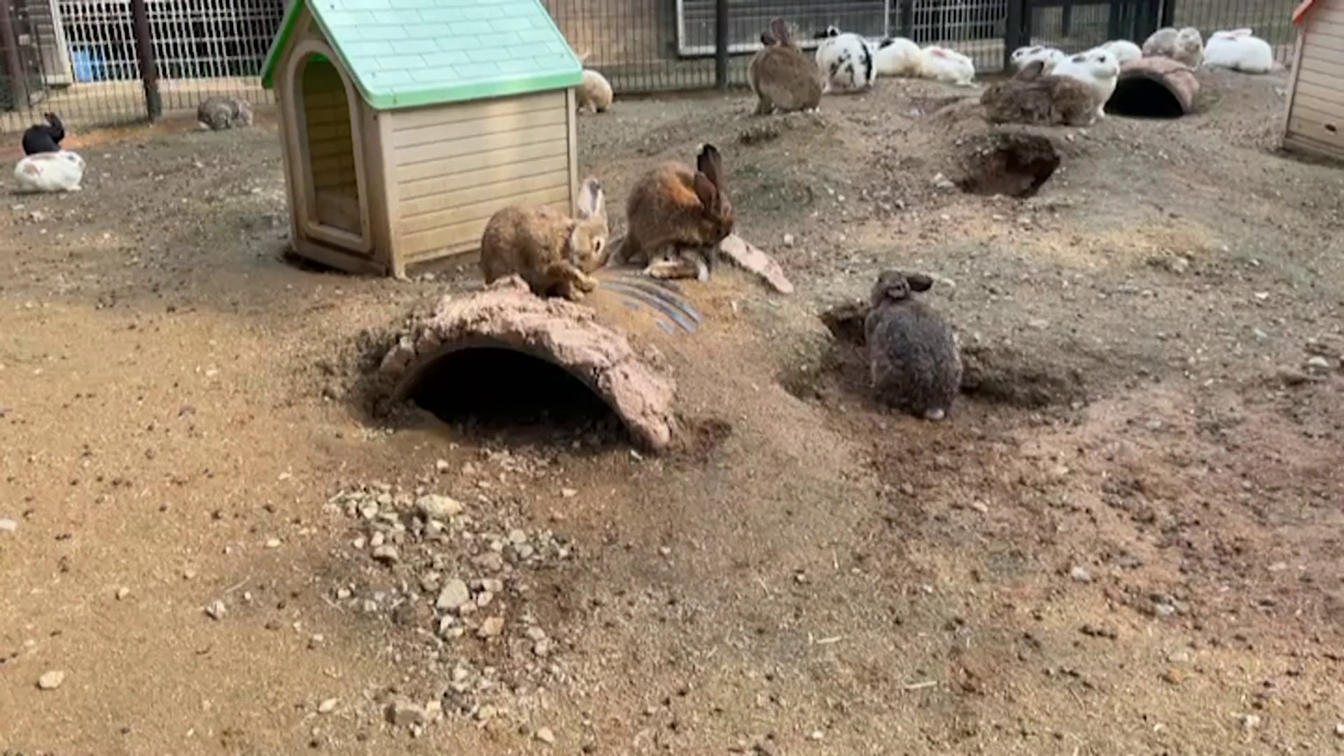 Lepus coreanus Object Detection Dataset by YoloV7