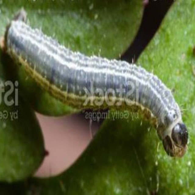 Fall Army Worm Detection Object Detection Dataset By College 0059