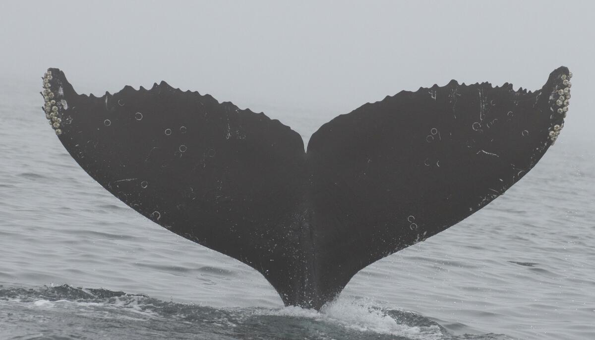 Happy Whale Tail Identifier Object Detection Model by AWIS