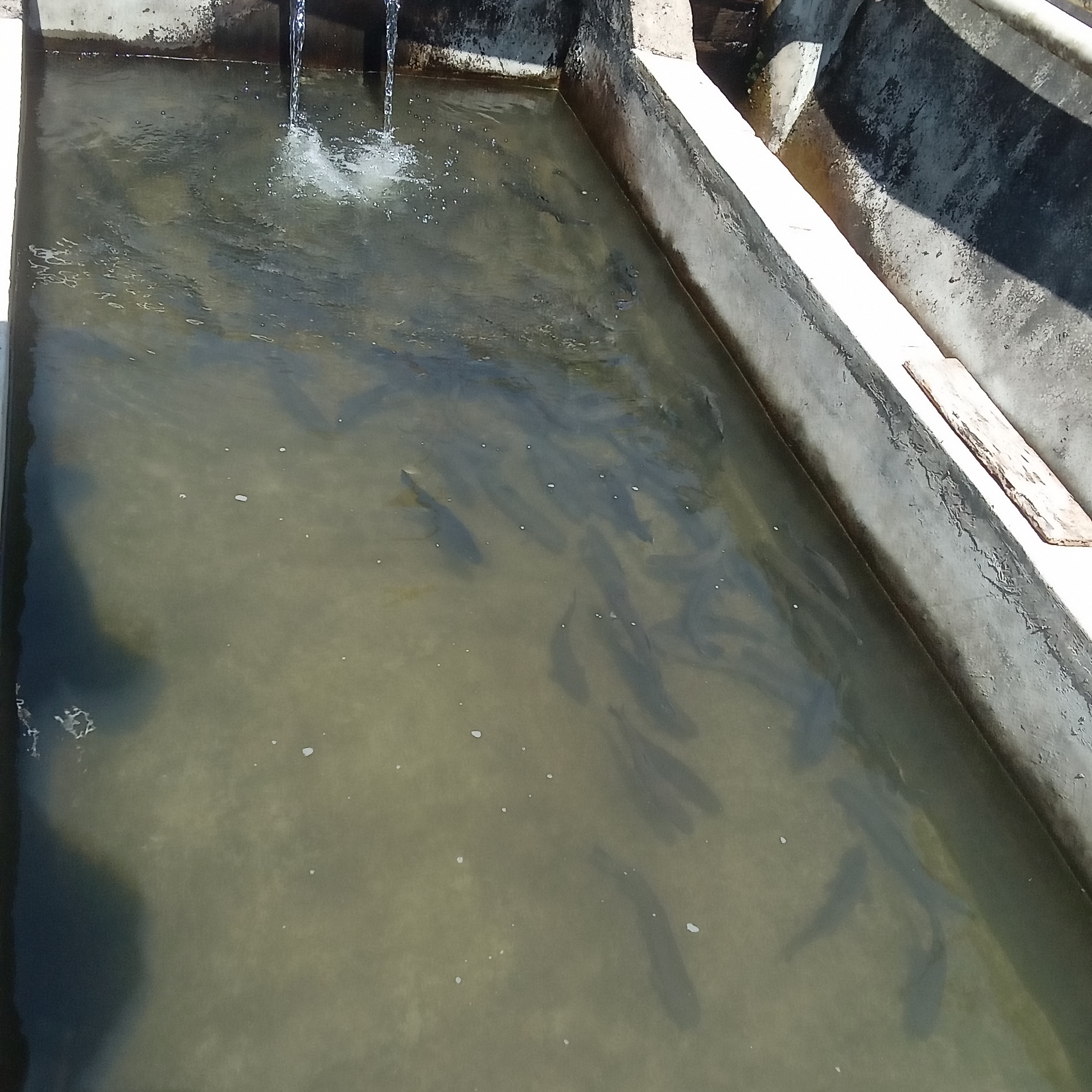 Monkey Recognition - Roboflow Universe