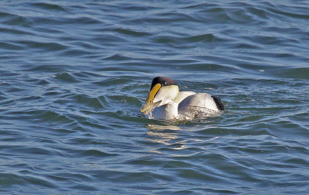 bird v2 Object Detection Dataset by bird