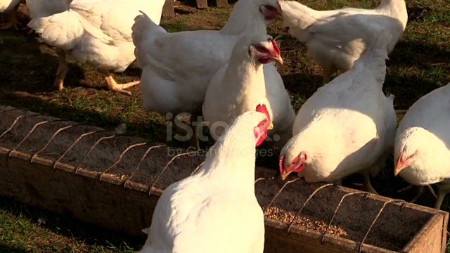 chicken detector Object Detection Dataset and Pre-Trained Model by ...